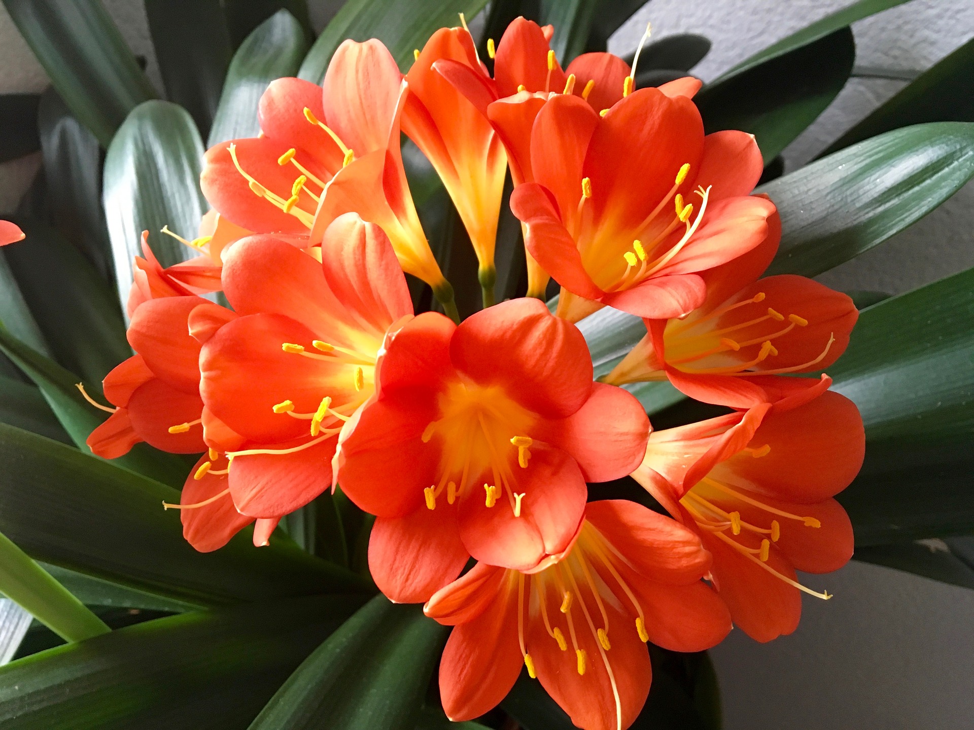 Clivia - Manual do Jardim
